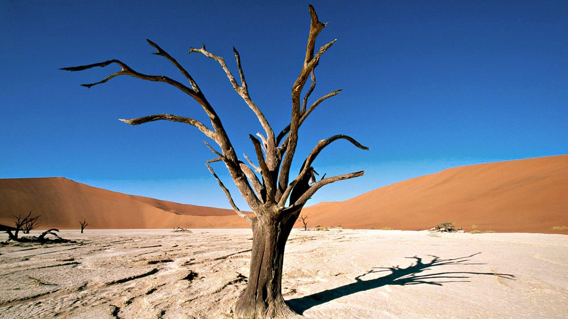 Desert Tree Wallpapers - Top Free Desert Tree Backgrounds - WallpaperAccess