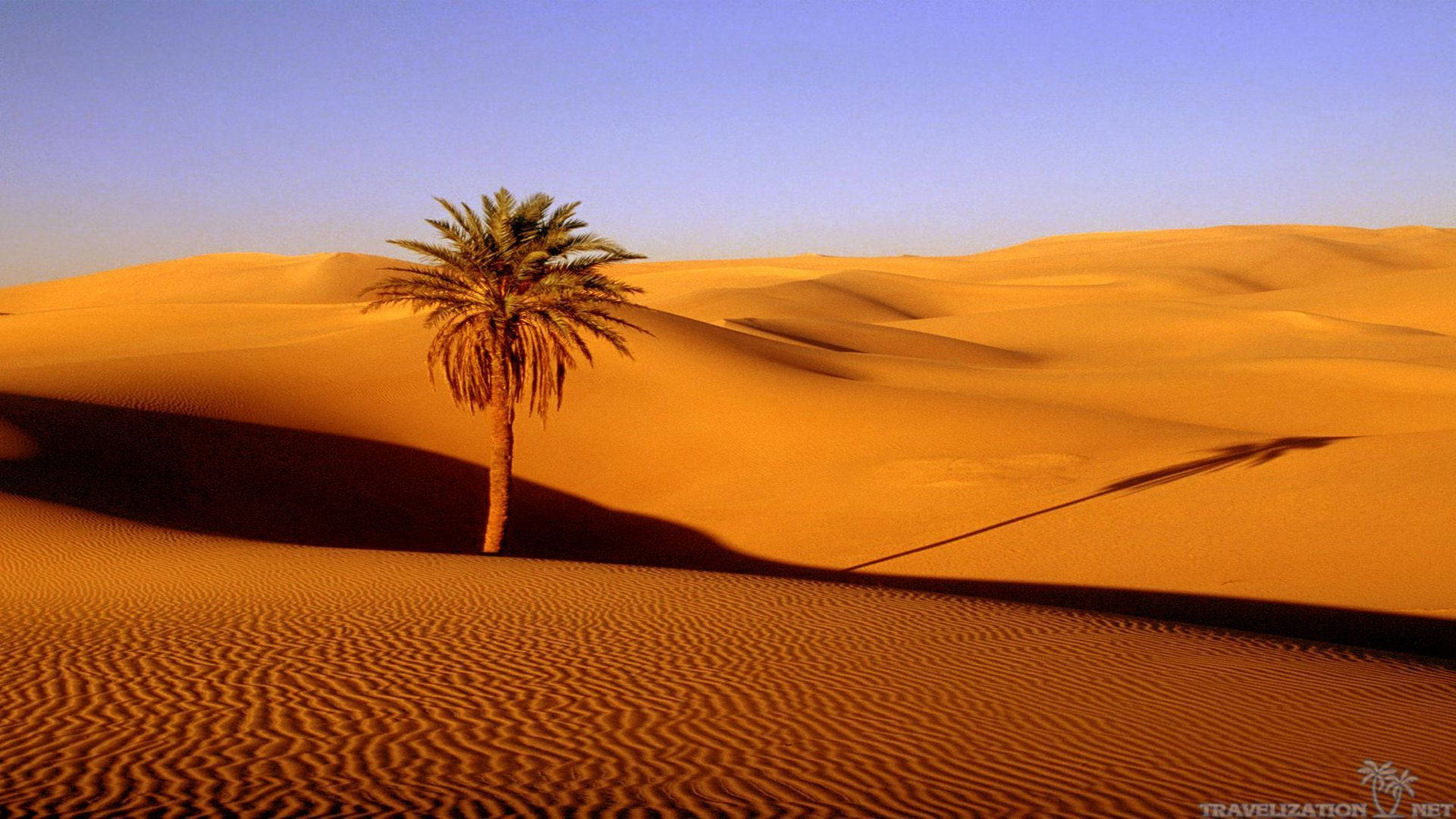 Desert Tree Wallpapers - Top Free Desert Tree Backgrounds - WallpaperAccess