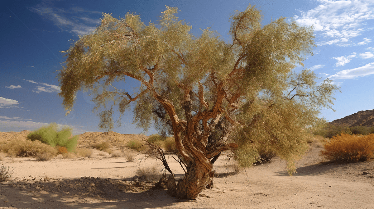 Desert Tree Wallpapers - Top Free Desert Tree Backgrounds - WallpaperAccess