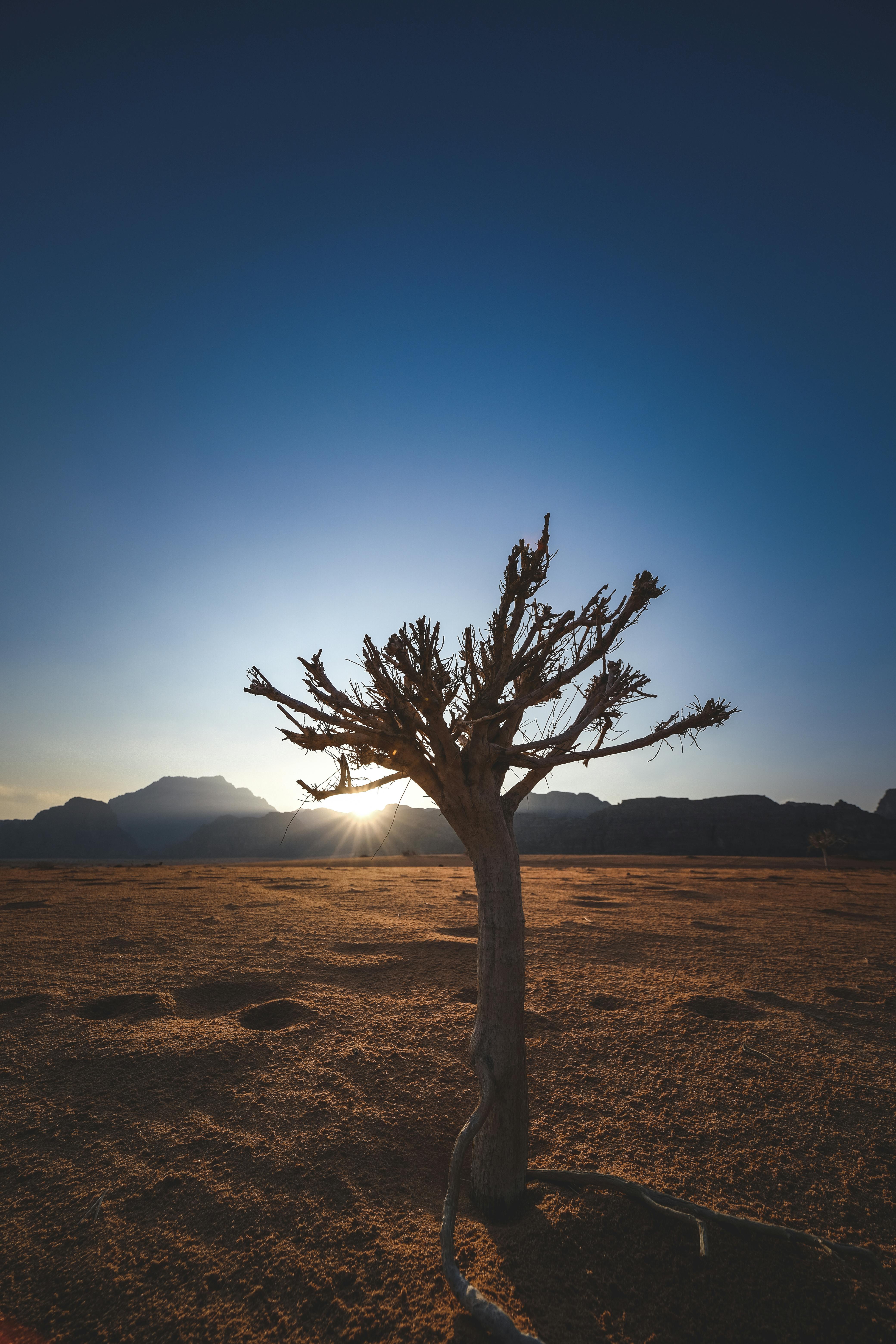 Desert Tree Wallpapers - Top Free Desert Tree Backgrounds - WallpaperAccess