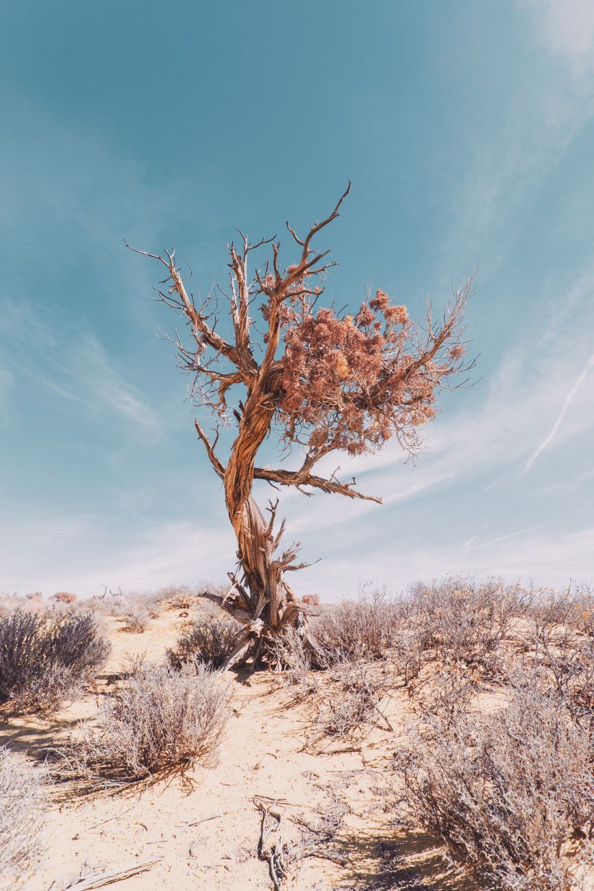 Desert Tree Wallpapers - Top Free Desert Tree Backgrounds - WallpaperAccess