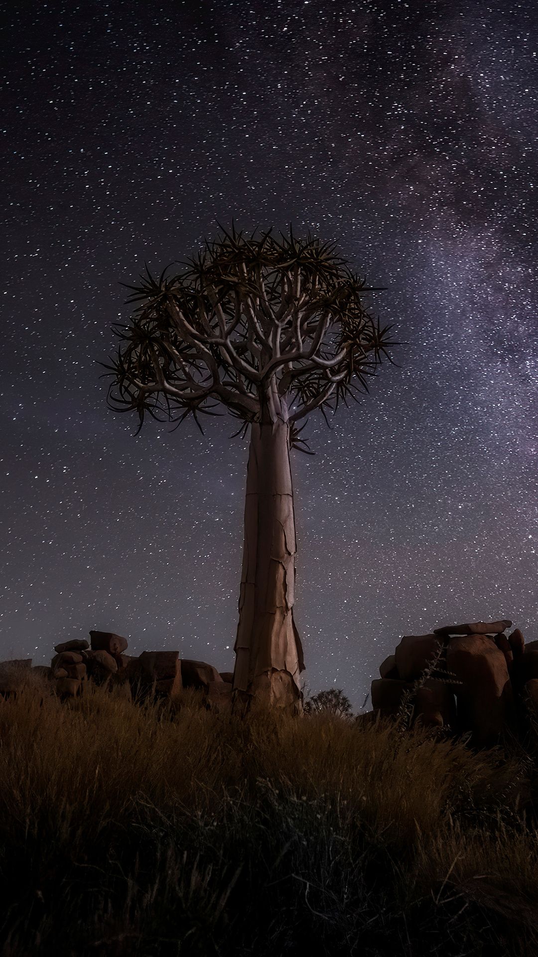 Desert Tree Wallpapers - Top Free Desert Tree Backgrounds - WallpaperAccess