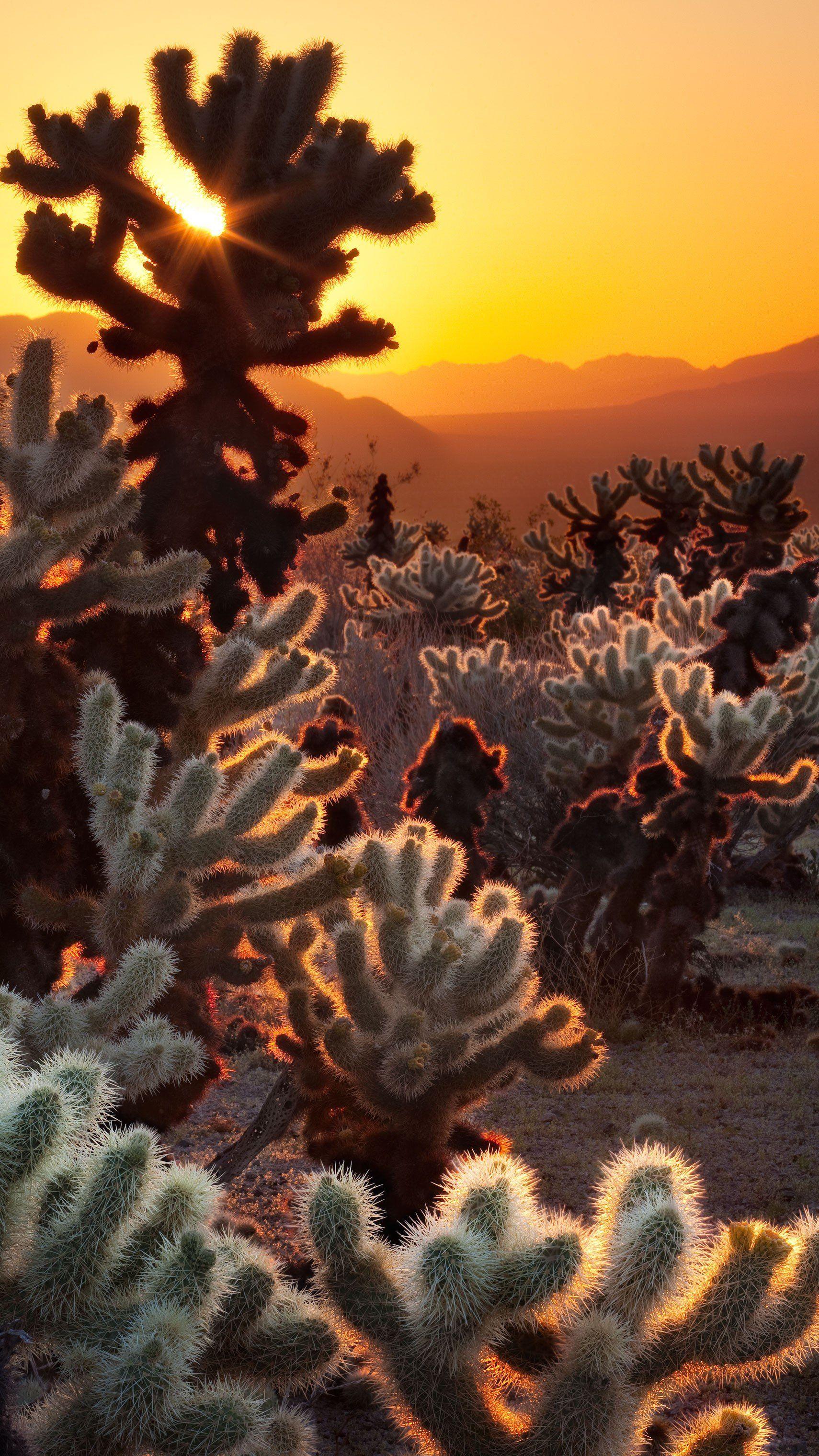 Desert Cactus Wallpapers - Top Free Desert Cactus Backgrounds ...