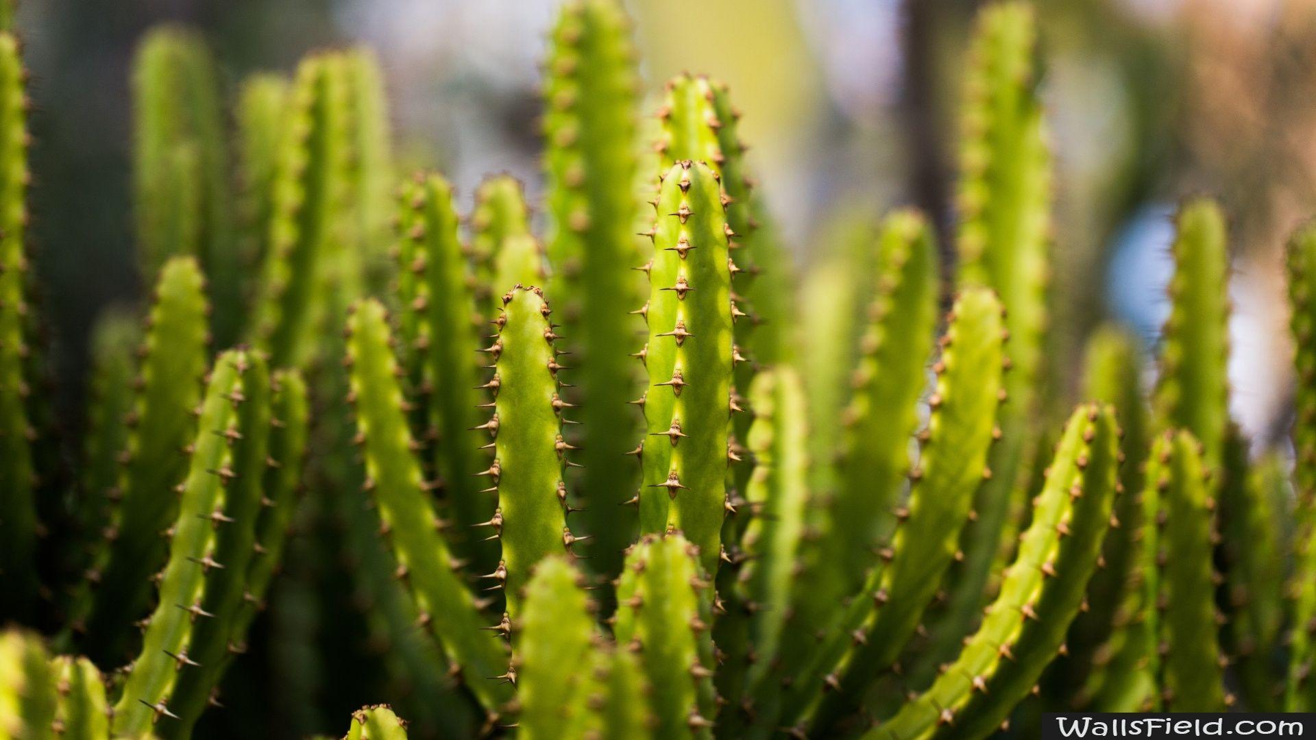 Desert Cactus Wallpapers - Top Free Desert Cactus Backgrounds ...