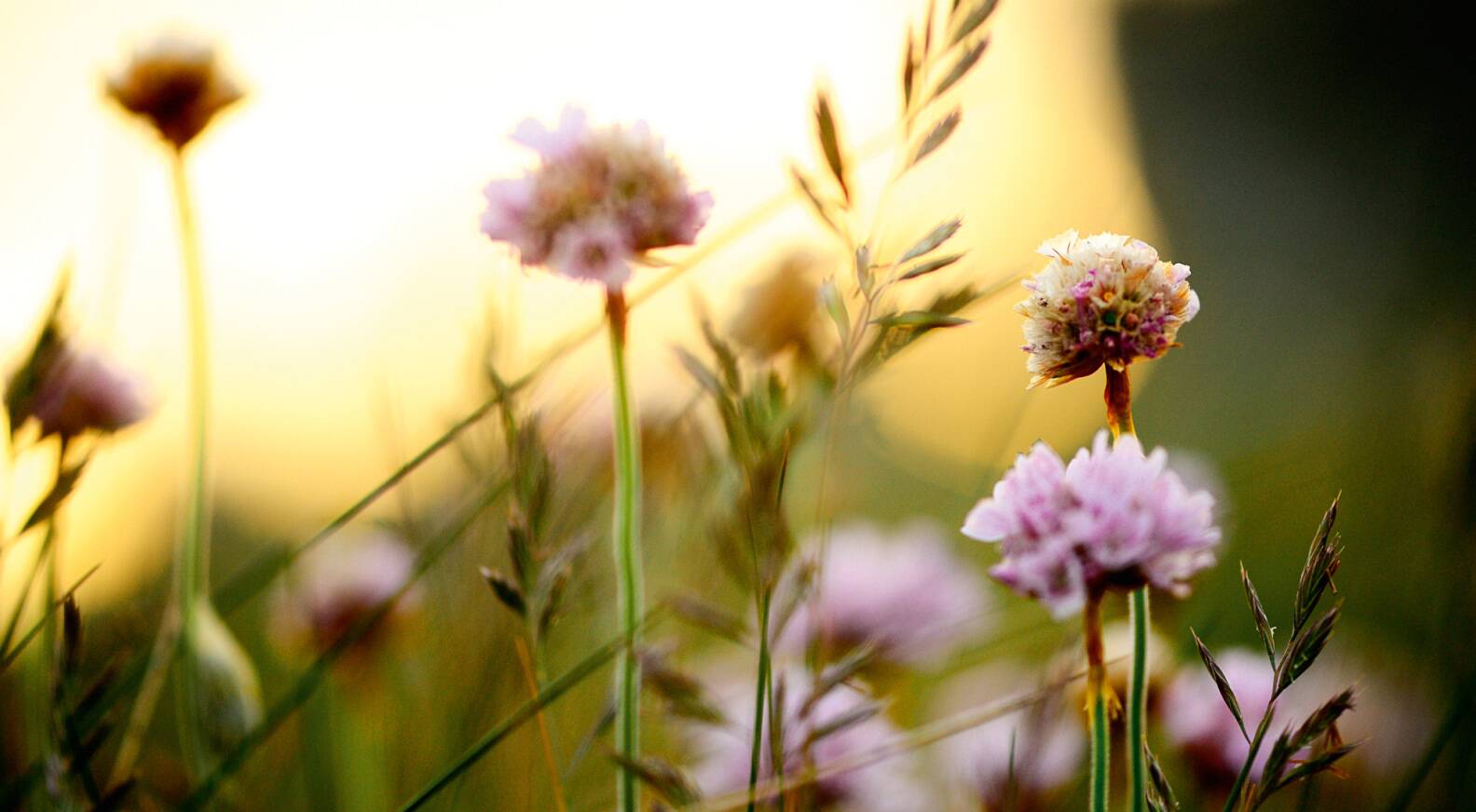 Guerlain Wallpapers - Top Free Guerlain Backgrounds - WallpaperAccess