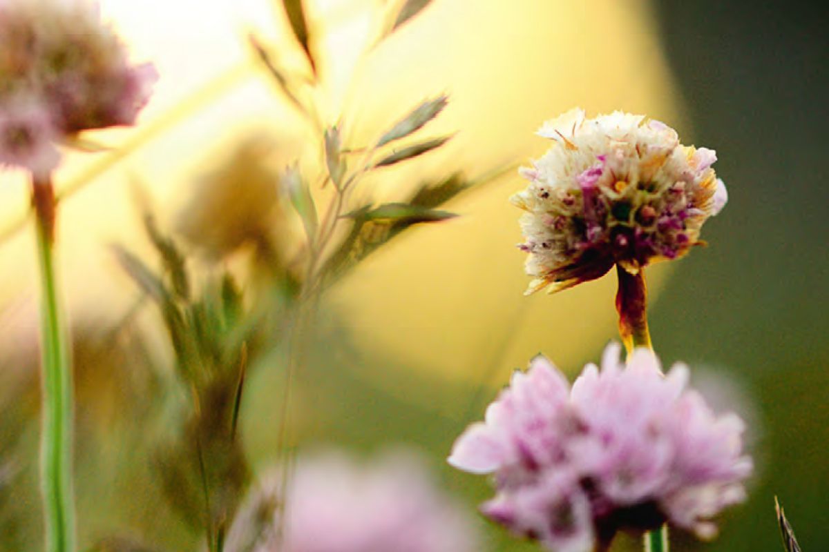 Guerlain Wallpapers - Top Free Guerlain Backgrounds - WallpaperAccess