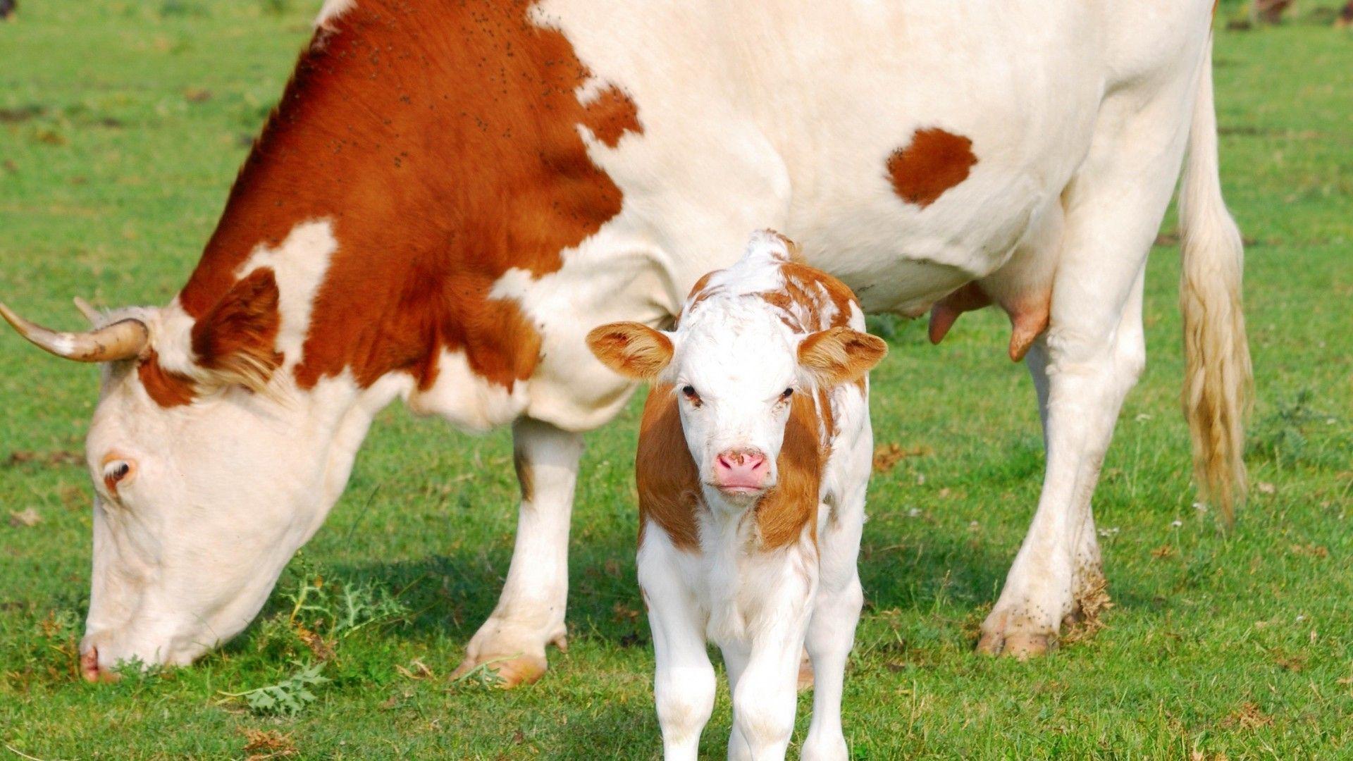 Cow Wallpapers - Top Free Cow Backgrounds - WallpaperAccess