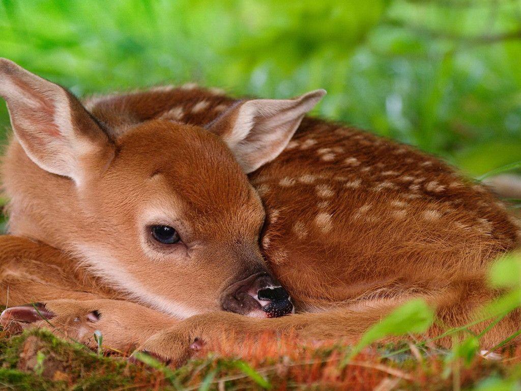 Calf Desktop Wallpapers - Top Free Calf Desktop Backgrounds ...