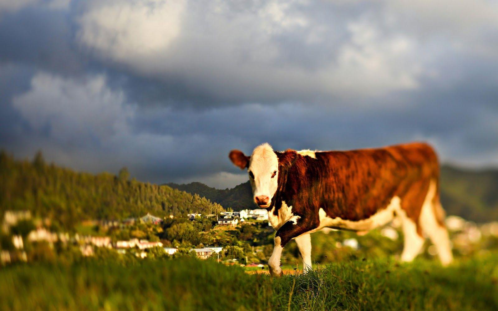 Calf Desktop Wallpapers - Top Free Calf Desktop Backgrounds ...