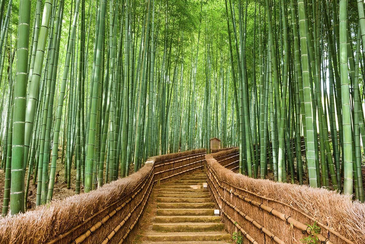 BAMBOO TREE Wallpapers - Top Free BAMBOO TREE Backgrounds - WallpaperAccess