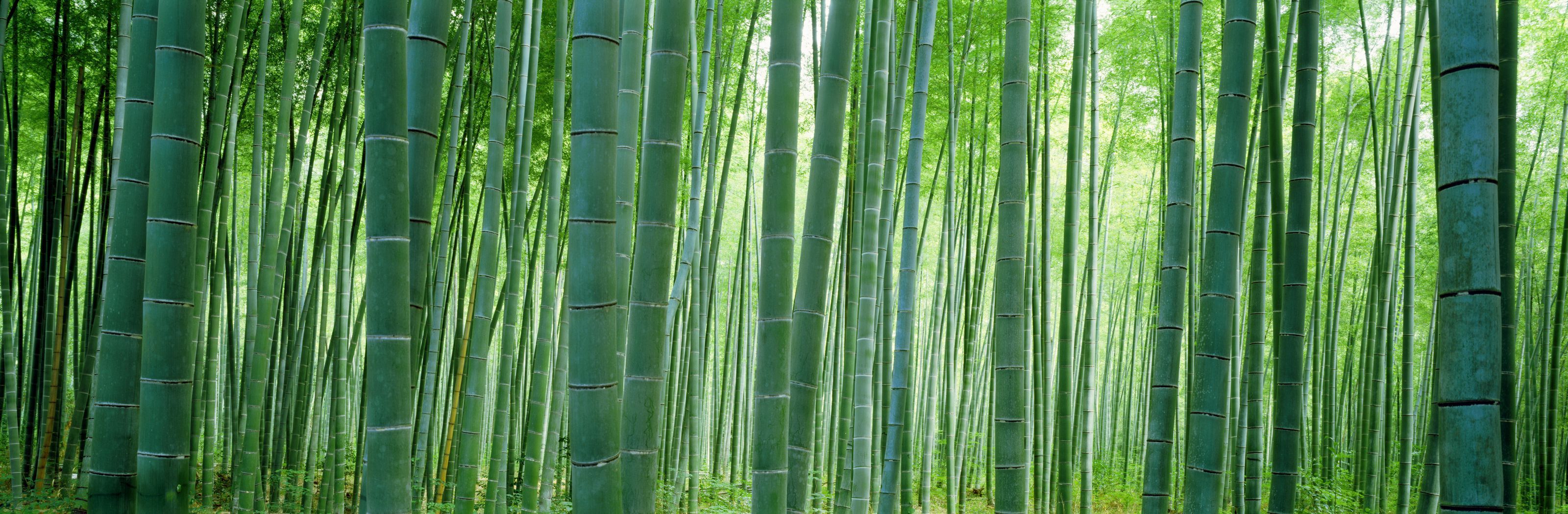 BAMBOO TREE Wallpapers - Top Free BAMBOO TREE Backgrounds - WallpaperAccess