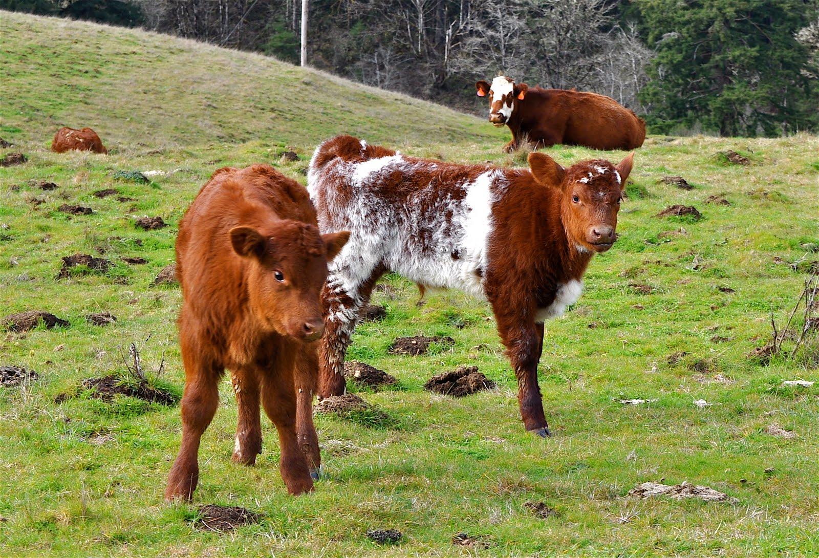 Calf Desktop Wallpapers - Top Free Calf Desktop Backgrounds ...