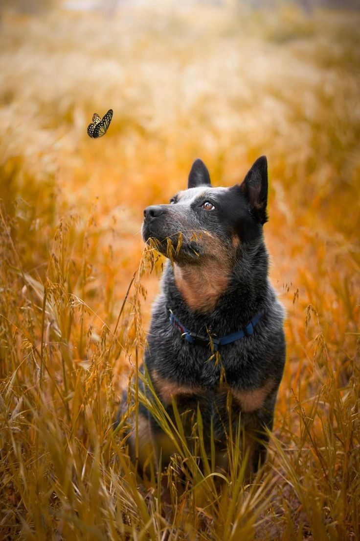 Australian Cattle Dog Wallpapers - Top Free Australian Cattle Dog ...