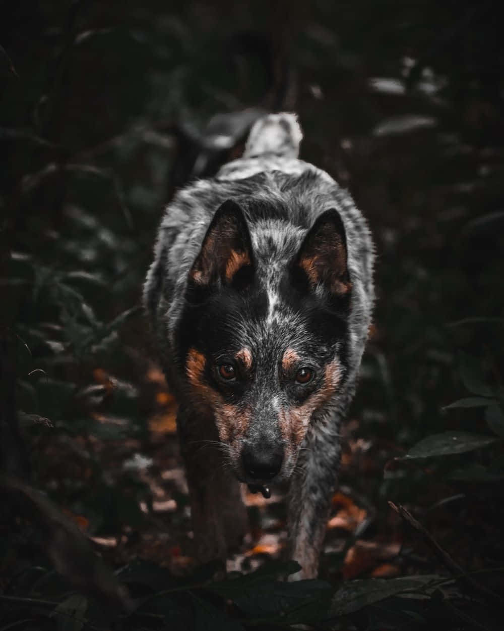 Australian Cattle Dog Wallpapers - Top Free Australian Cattle Dog ...