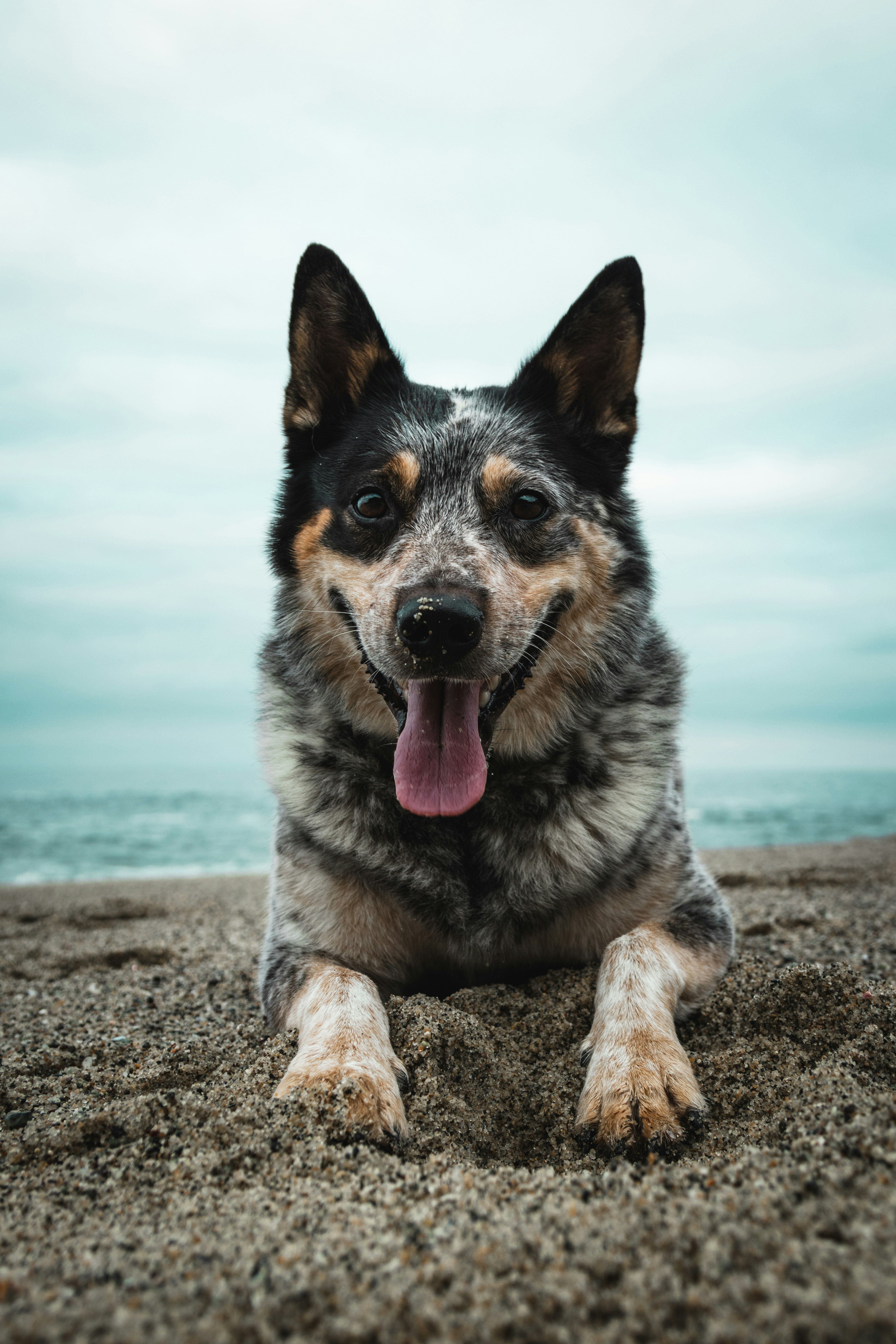 Australian Cattle Dog Wallpapers - Top Free Australian Cattle Dog ...