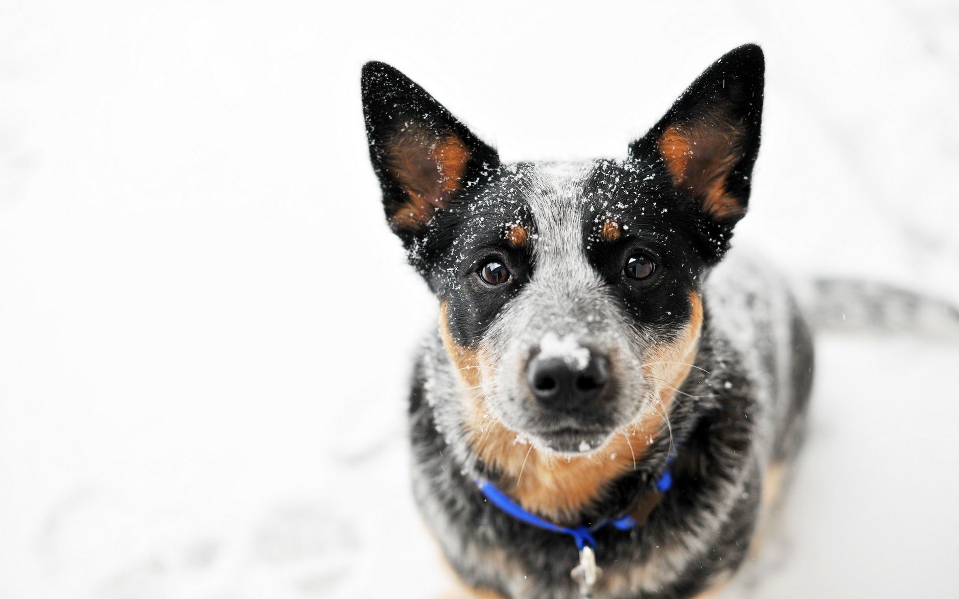 Australian Cattle Dog Wallpapers - Top Free Australian Cattle Dog ...