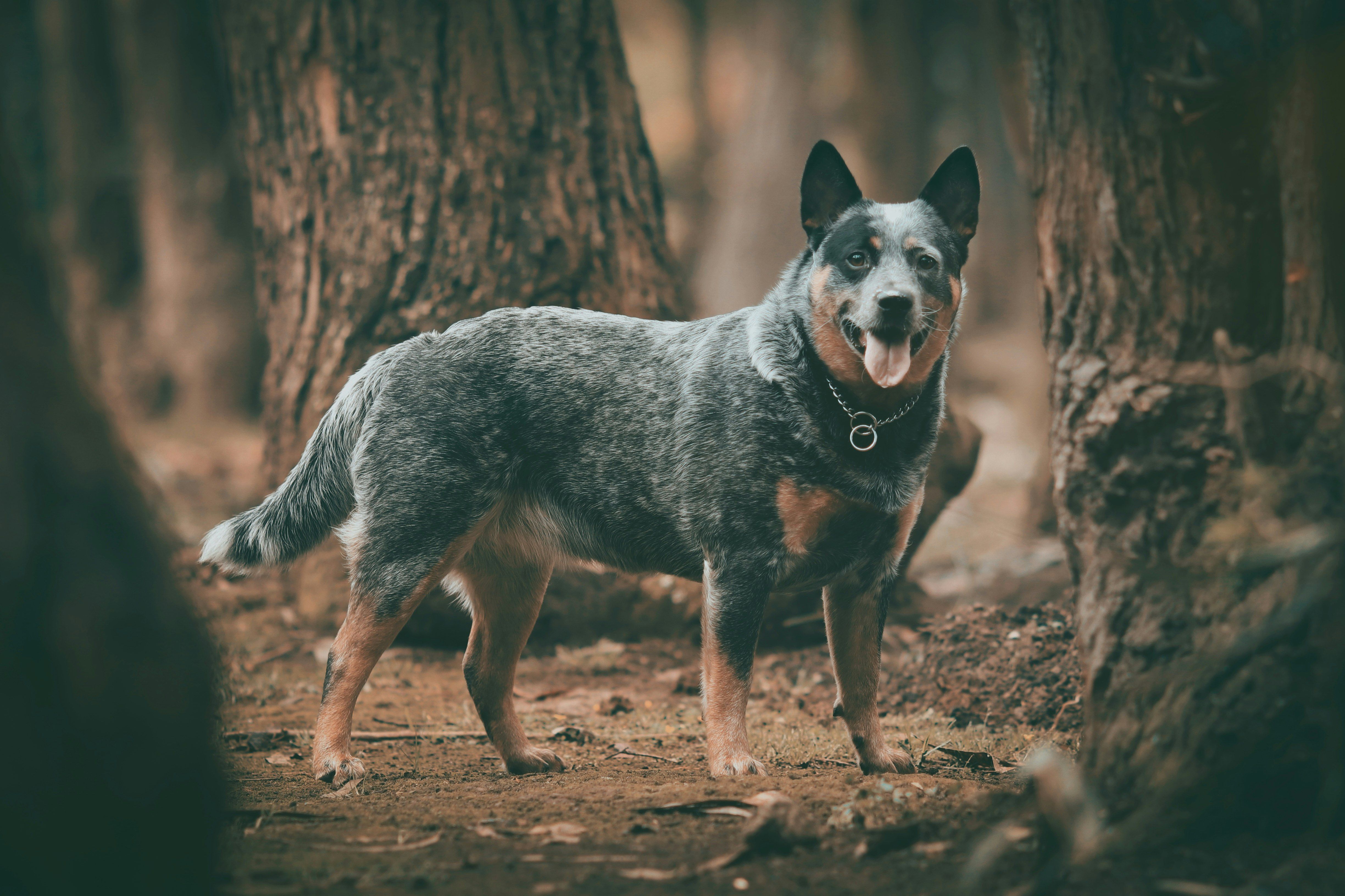 Australian Cattle Dog Wallpapers - Top Free Australian Cattle Dog ...