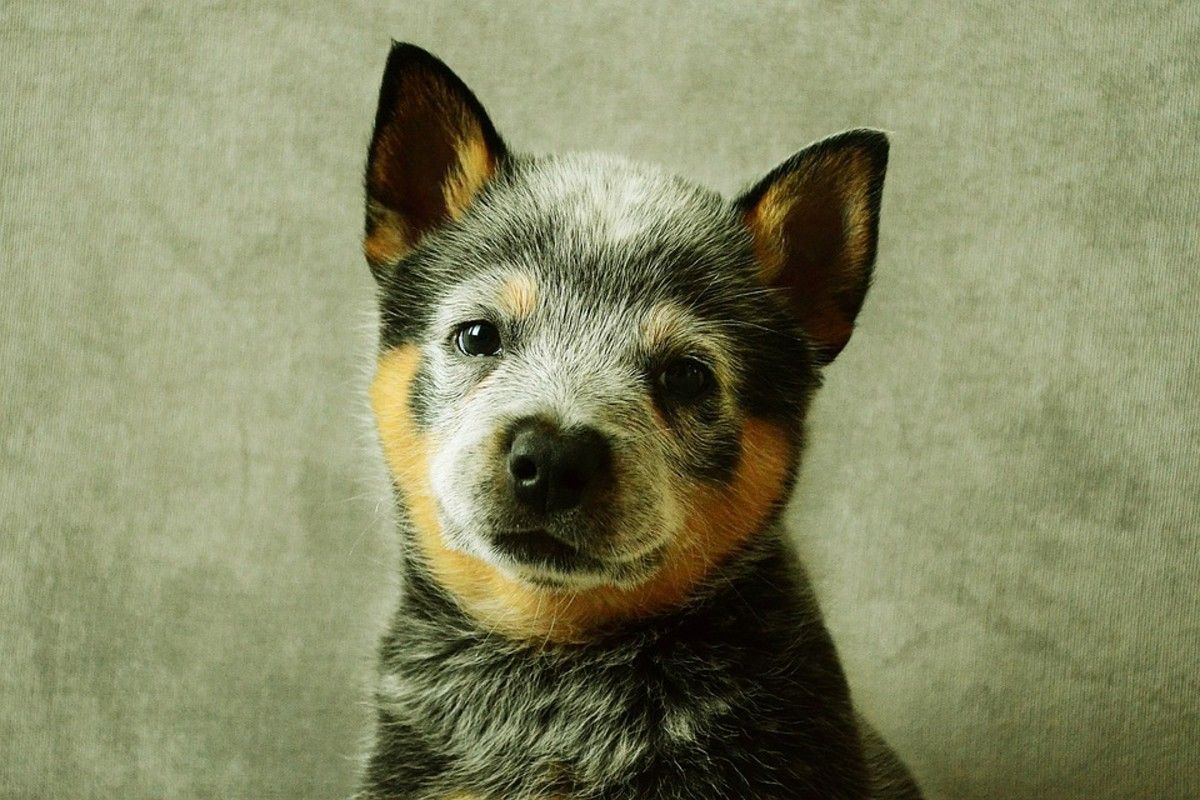 Australian Cattle Dog Wallpapers - Top Free Australian Cattle Dog ...
