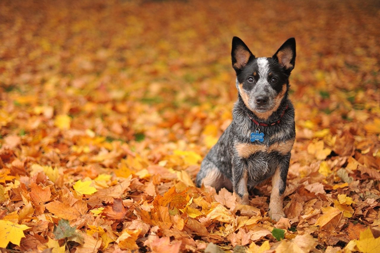 Australian Cattle Dog Wallpapers - Top Free Australian Cattle Dog ...