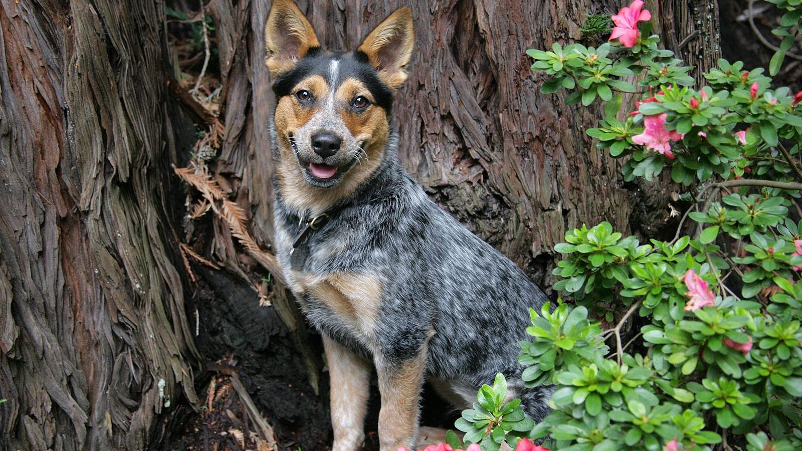 Australian Cattle Dog Wallpapers - Top Free Australian Cattle Dog ...