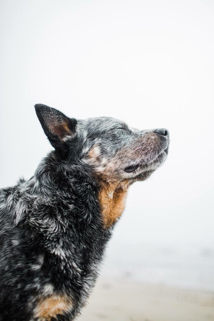 Australian Cattle Dog Wallpapers - Top Free Australian Cattle Dog ...