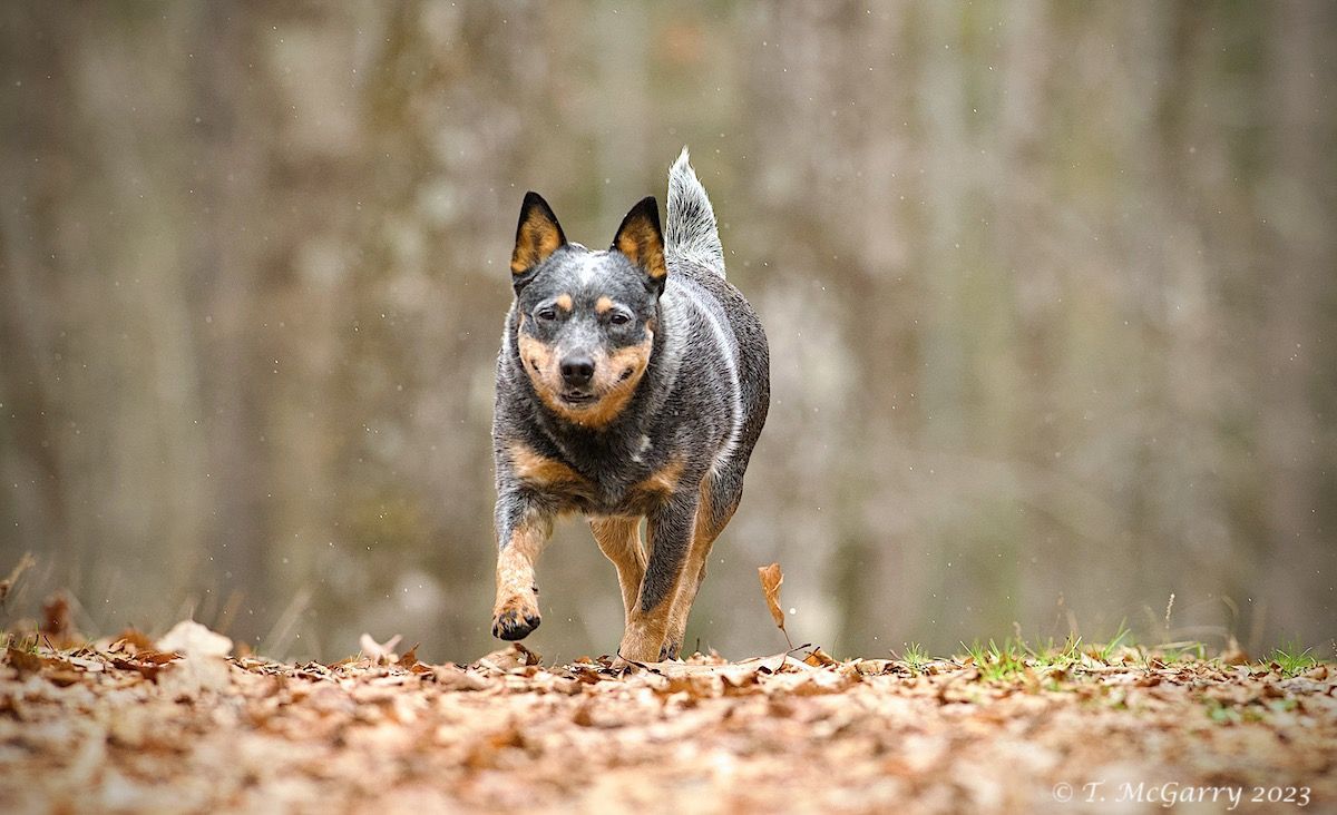 Australian Cattle Dog Wallpapers - Top Free Australian Cattle Dog ...