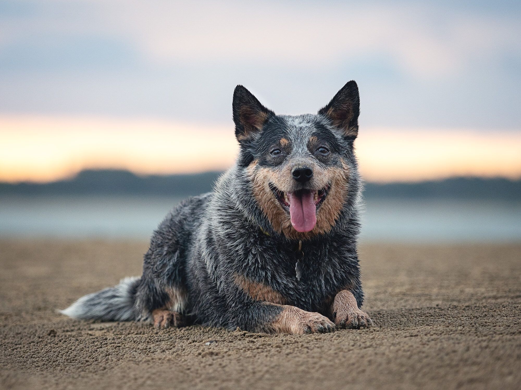 Australian Cattle Dog Wallpapers - Top Free Australian Cattle Dog ...