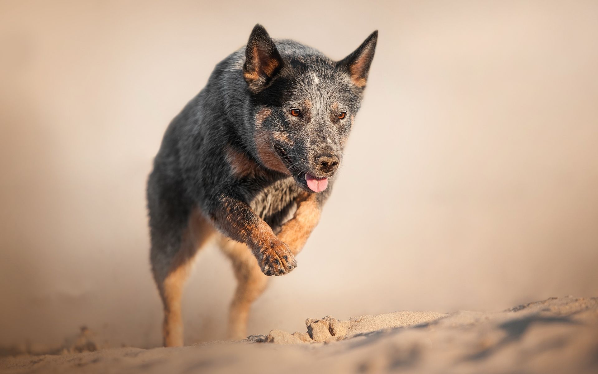 Australian Cattle Dog Wallpapers - Top Free Australian Cattle Dog ...