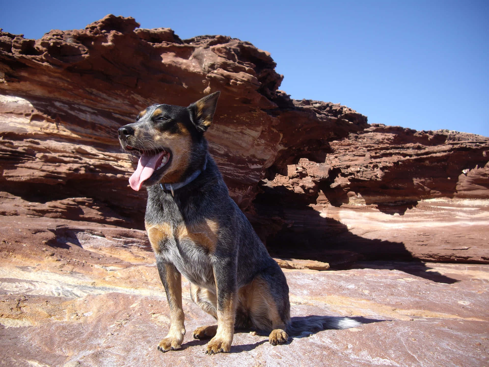 Australian Cattle Dog Wallpapers - Top Free Australian Cattle Dog ...