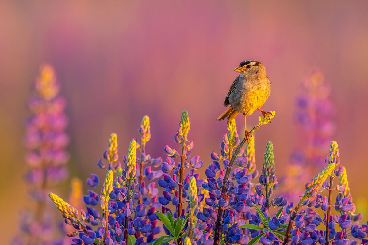 July Nature Wallpapers - Top Free July Nature Backgrounds - WallpaperAccess