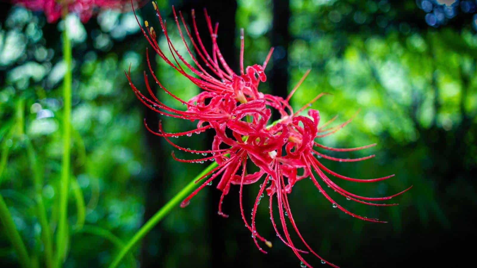 Spiderlily Wallpapers - Top Free Spiderlily Backgrounds - WallpaperAccess