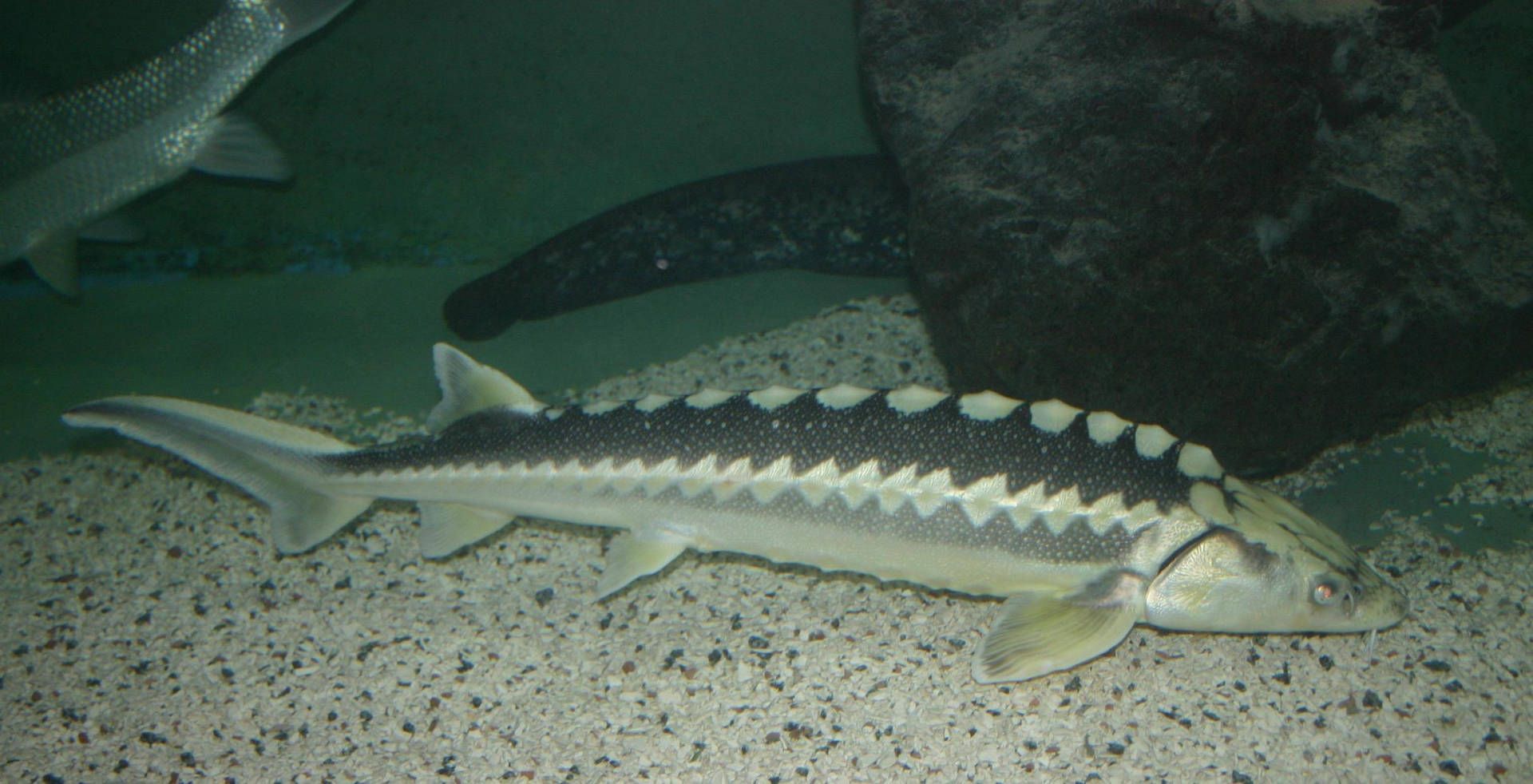 Sturgeon Wallpapers - Top Free Sturgeon Backgrounds - WallpaperAccess