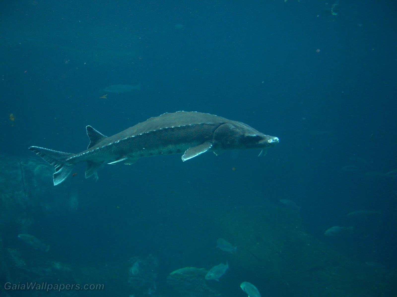 25 Exotic Awesome Car Wallpapers Hd Edition Stugon