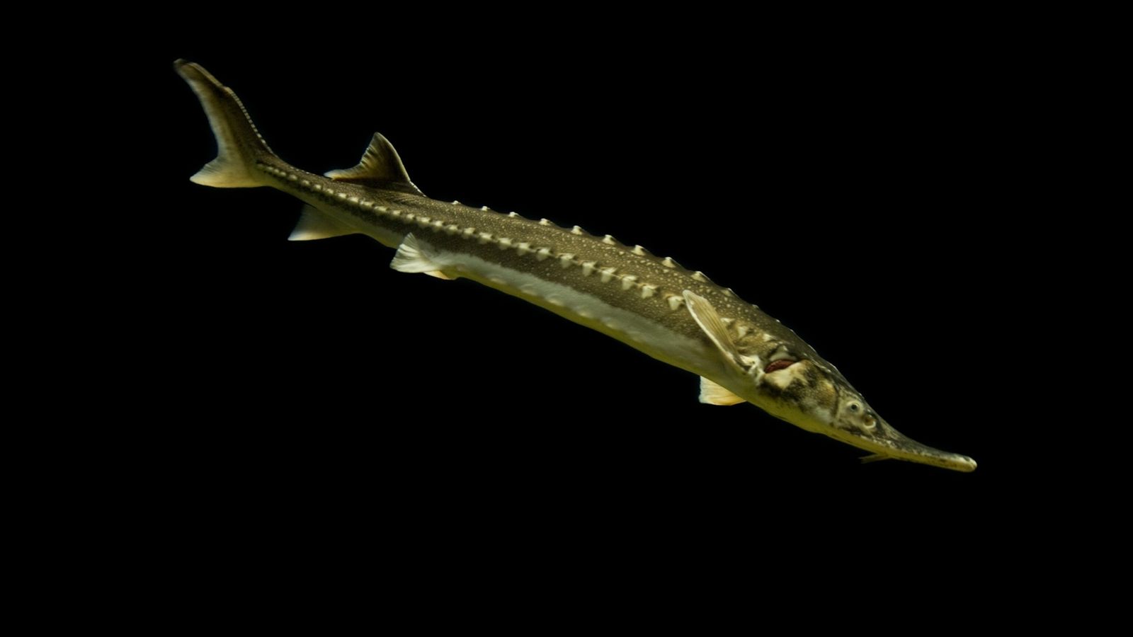 Sturgeon Wallpapers - Top Free Sturgeon Backgrounds - WallpaperAccess