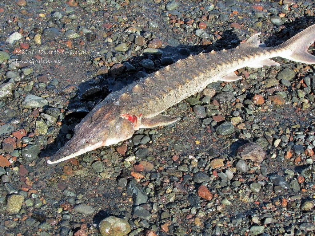 Sturgeon Wallpapers - Top Free Sturgeon Backgrounds - WallpaperAccess