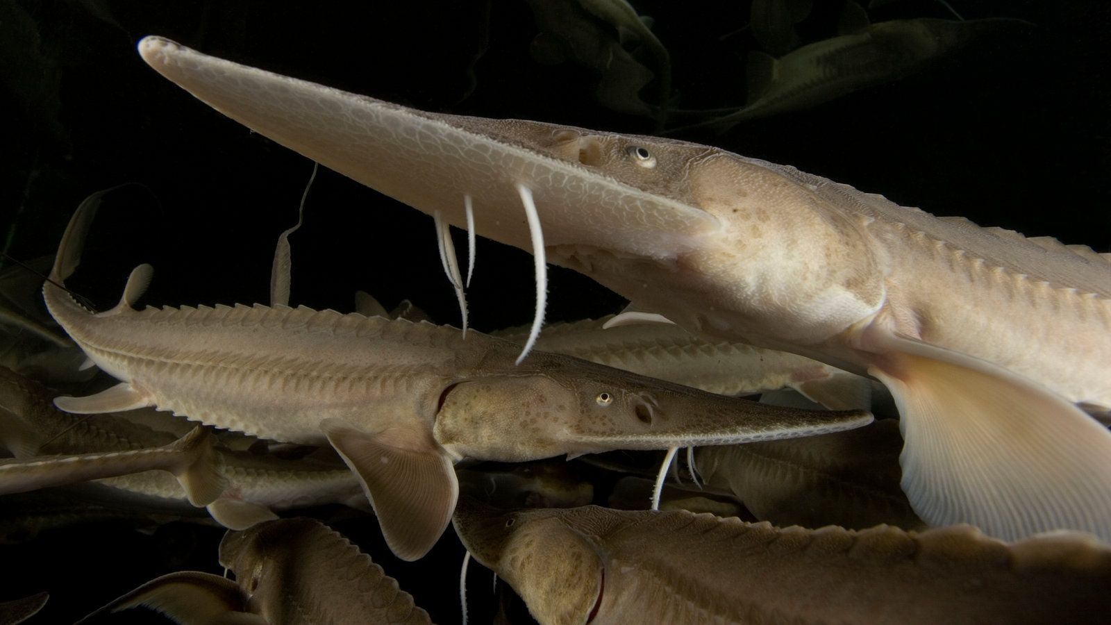 Sturgeon Wallpapers - Top Free Sturgeon Backgrounds - WallpaperAccess