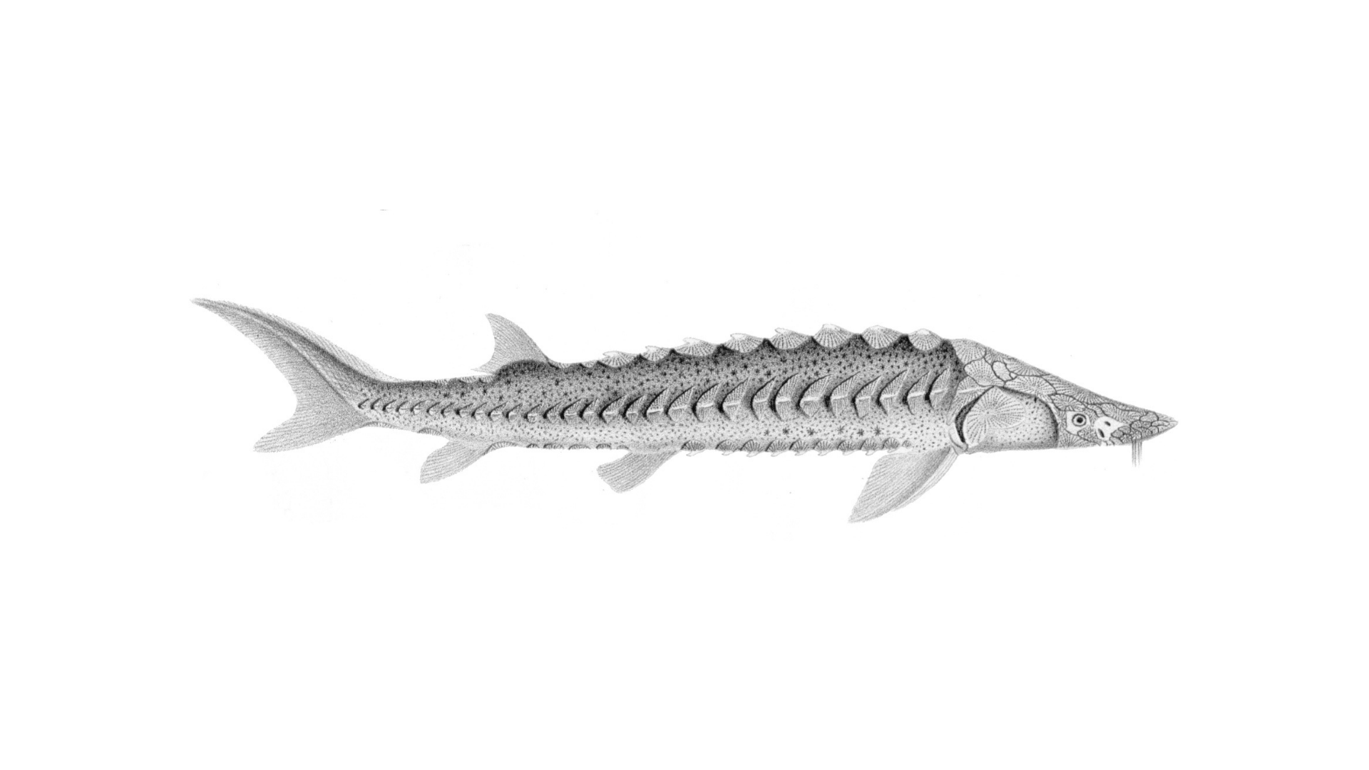 Sturgeon Wallpapers - Top Free Sturgeon Backgrounds - WallpaperAccess