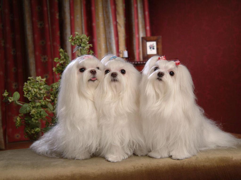 Cute Maltese Wallpapers - Top Free Cute Maltese Backgrounds ...