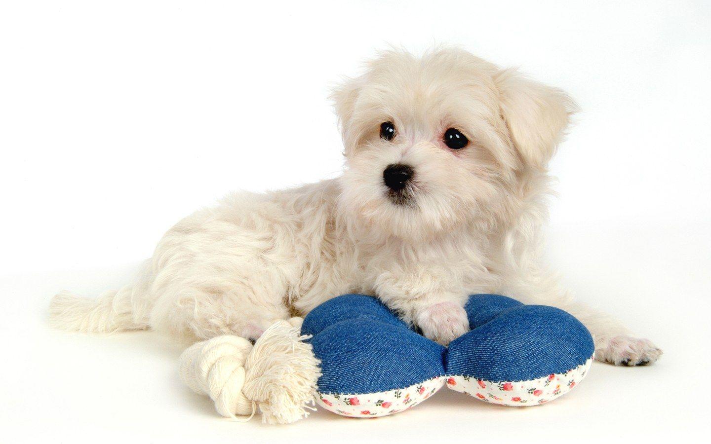 Cute Maltese Wallpapers - Top Free Cute Maltese Backgrounds ...