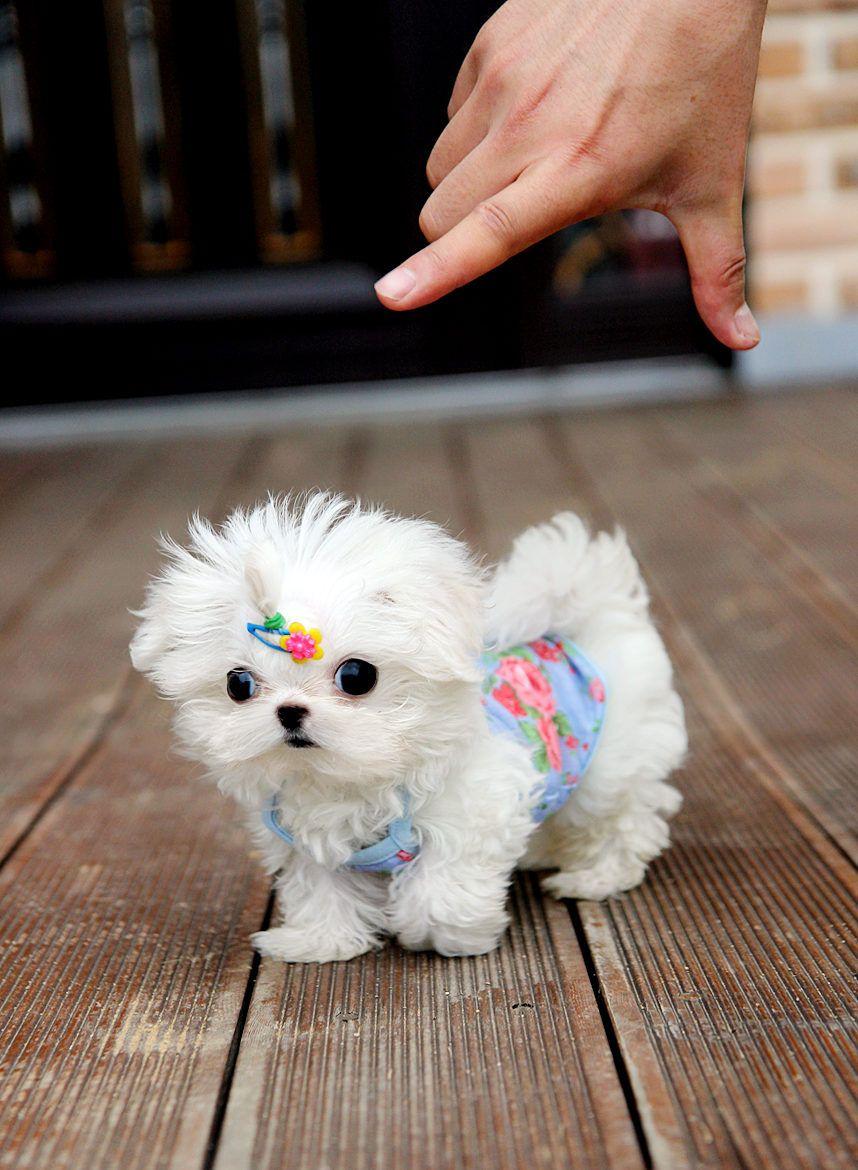 Cute Maltese Wallpapers - Top Free Cute Maltese Backgrounds ...