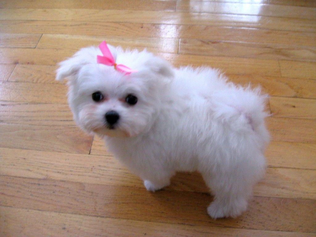 Cute Maltese Wallpapers - Top Free Cute Maltese Backgrounds ...
