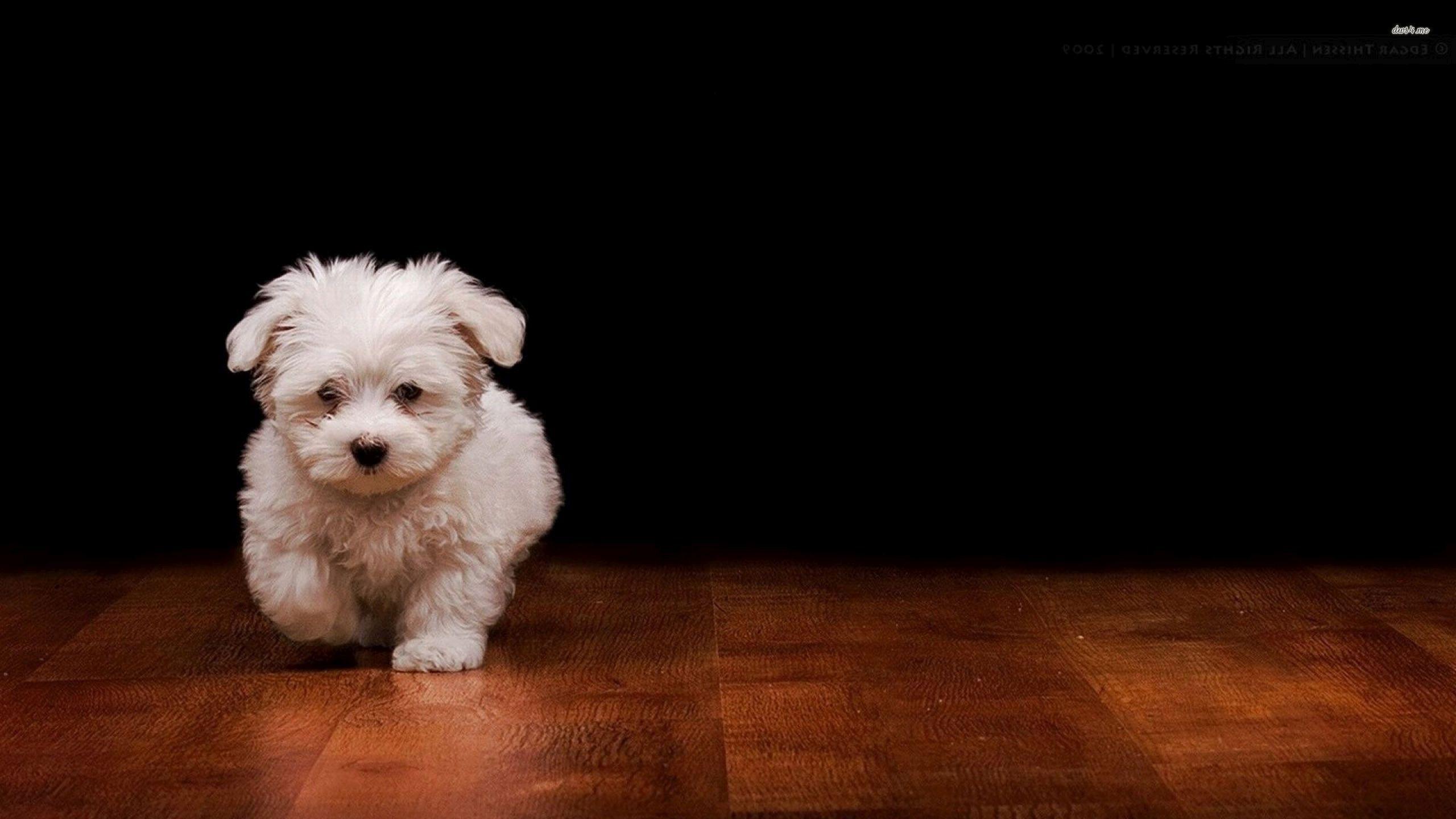 Cute Maltese Wallpapers - Top Free Cute Maltese Backgrounds ...