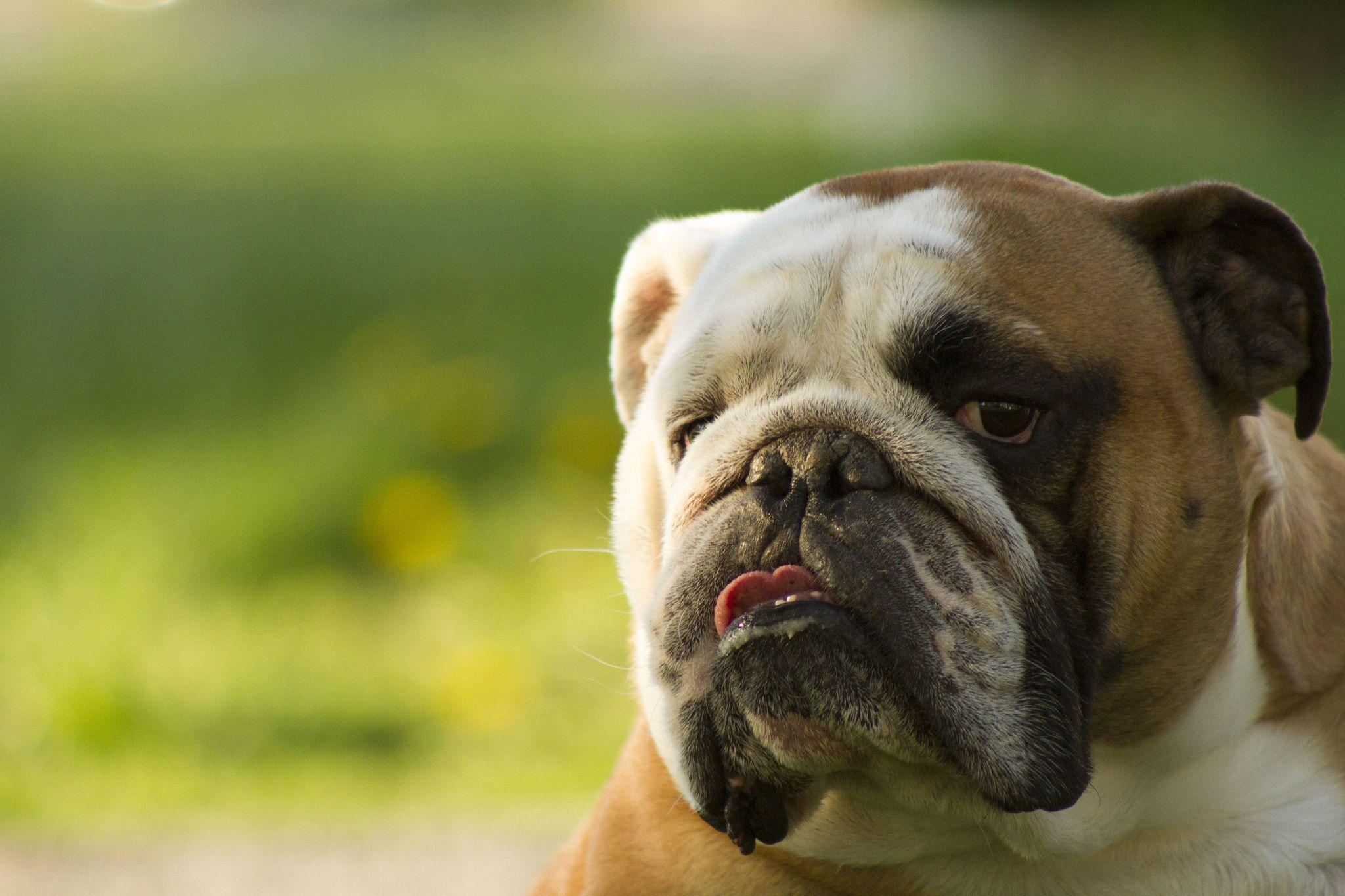Bulldog Wallpapers - Top Free Bulldog Backgrounds - WallpaperAccess