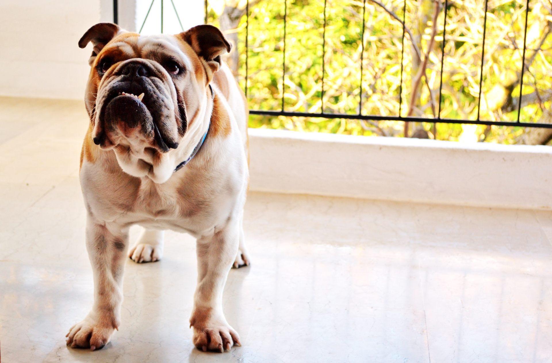 Bulldog Wallpapers - Top Free Bulldog Backgrounds - WallpaperAccess