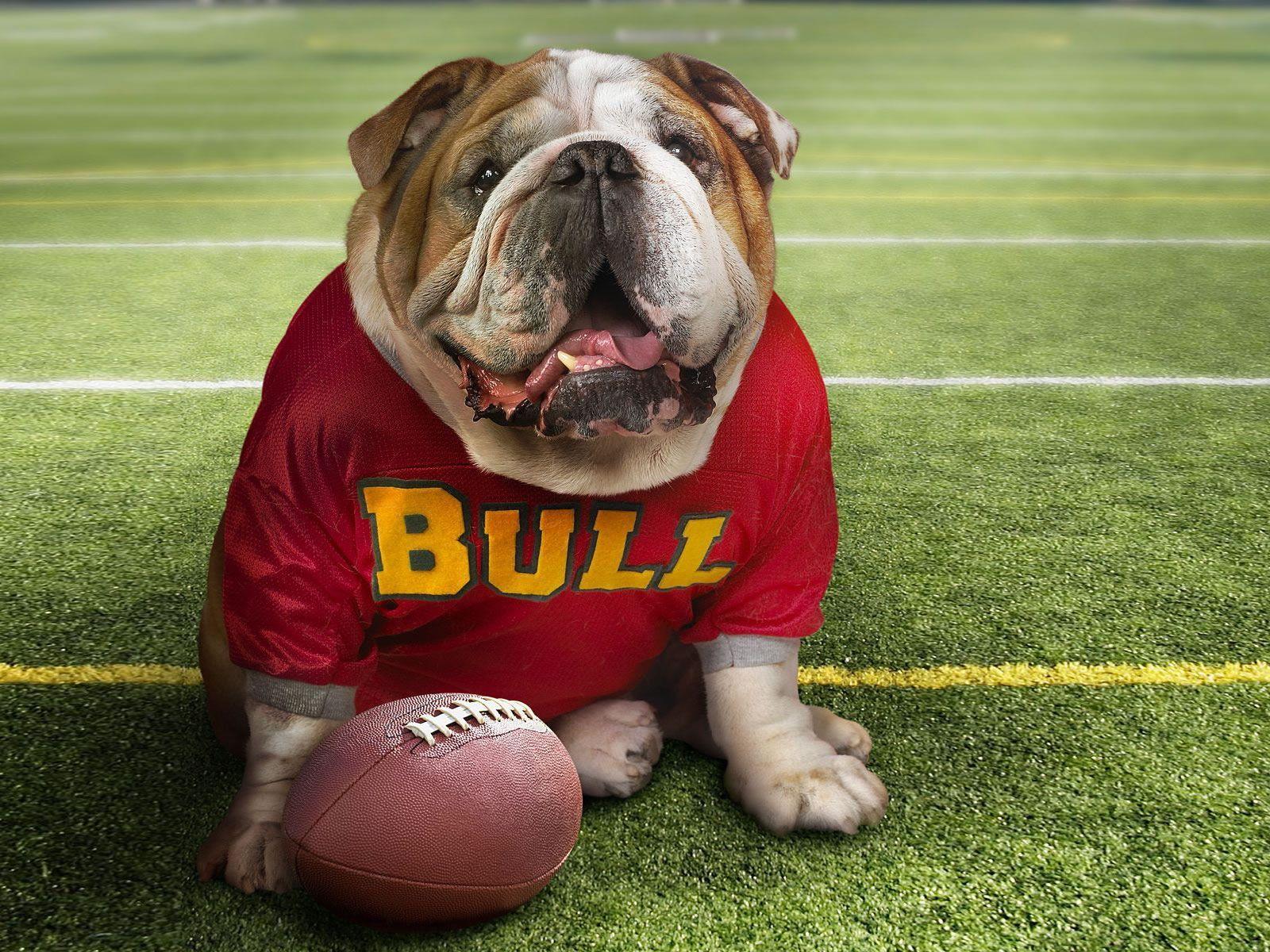 Bulldog Wallpapers - Top Free Bulldog Backgrounds - WallpaperAccess