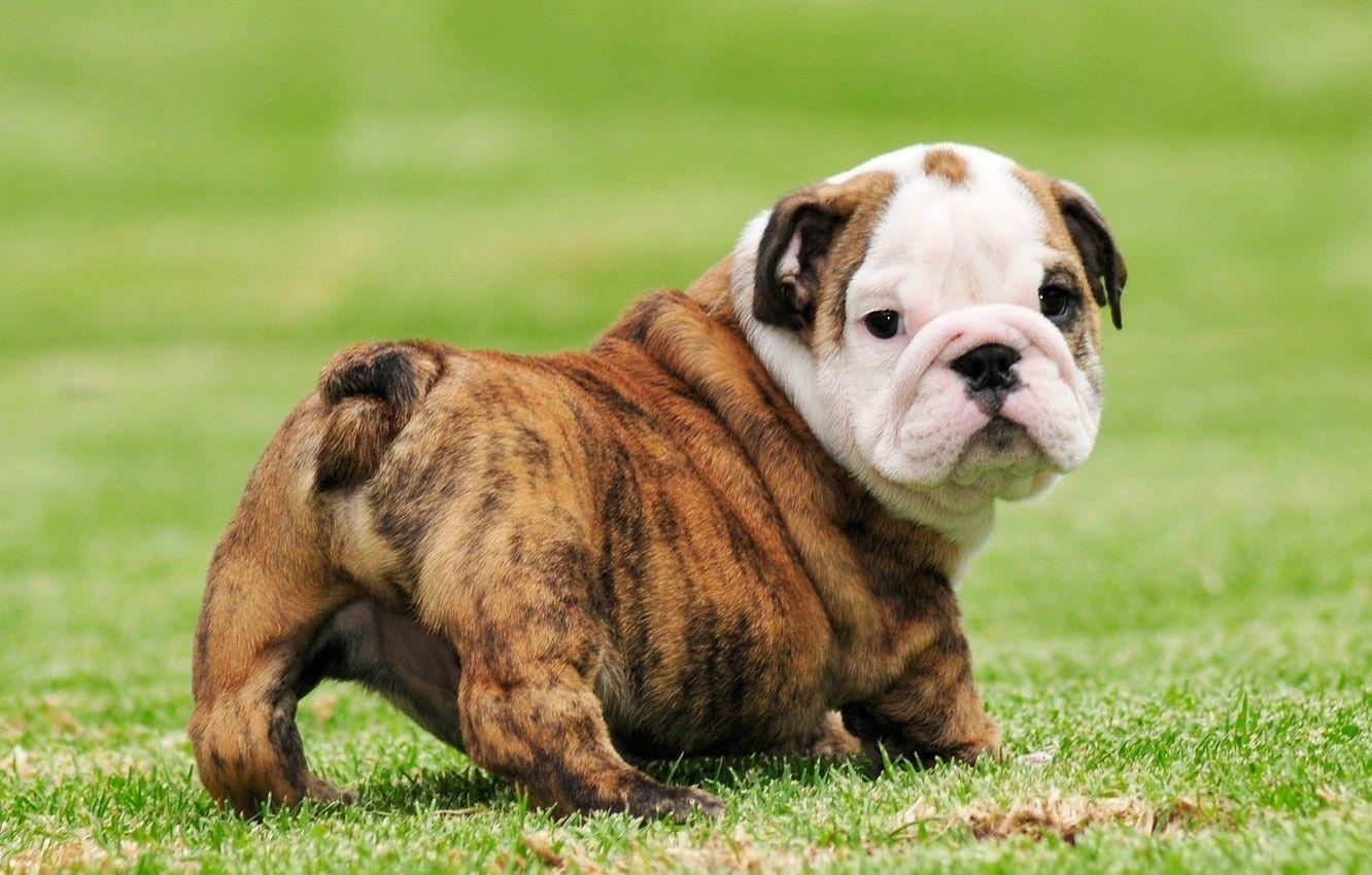 Cute English Bulldogs Wallpapers - Top Free Cute English Bulldogs ...