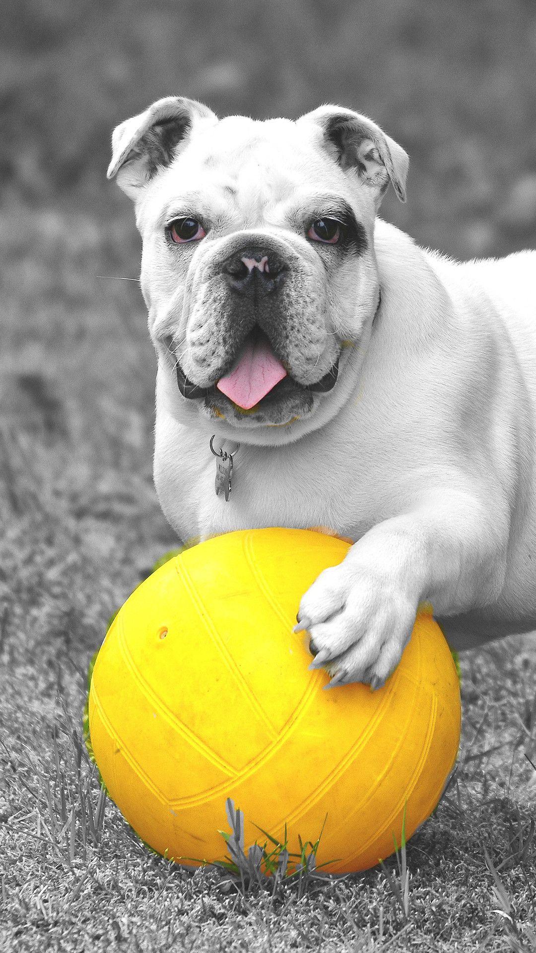 Bulldog Wallpapers - Top Free Bulldog Backgrounds - WallpaperAccess