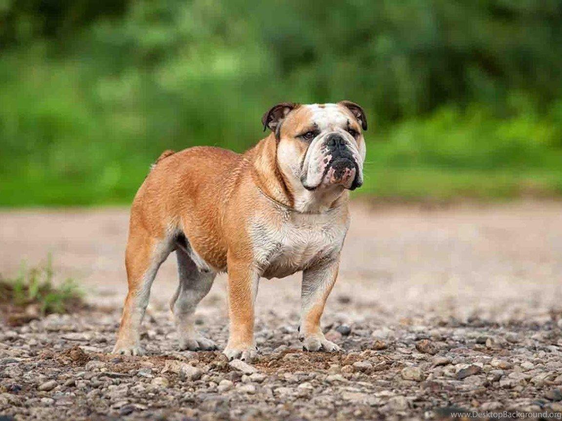 Bulldog Wallpapers - Top Free Bulldog Backgrounds - WallpaperAccess
