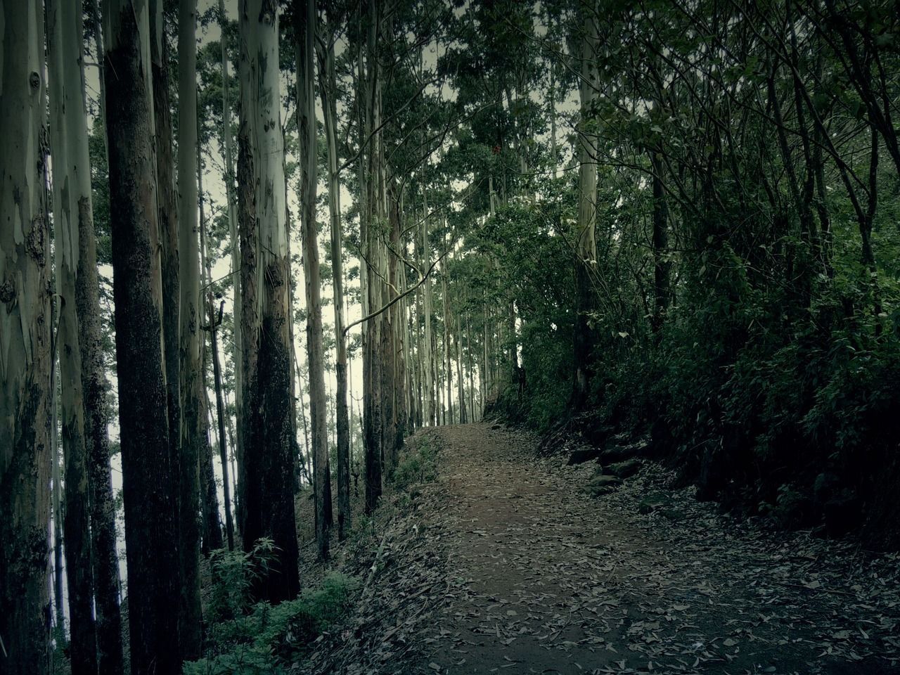 Horror Nature Wallpapers - Top Free Horror Nature Backgrounds ...