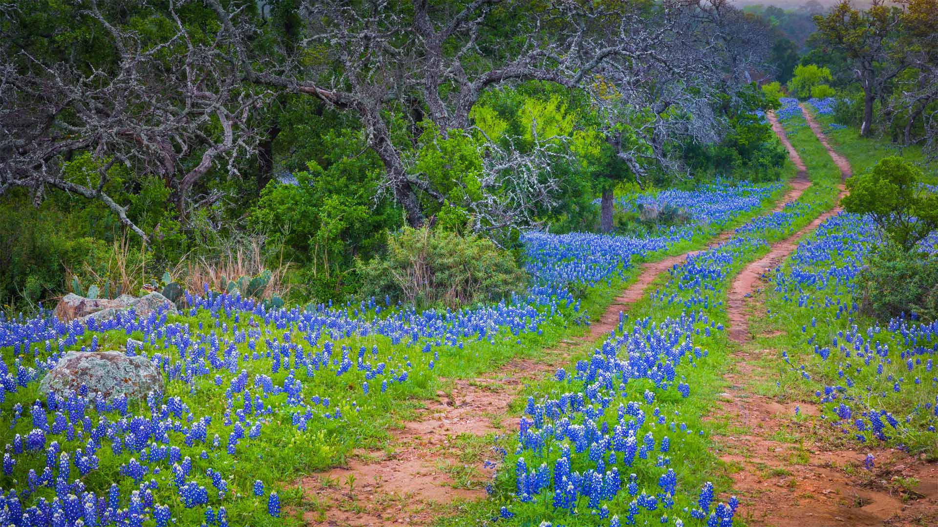 Texas Spring Wallpapers - Top Free Texas Spring Backgrounds ...